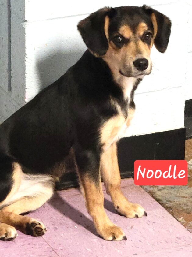 Wetzel County Animal Shelter Seeking Volunteer Dog Walkers | News ...